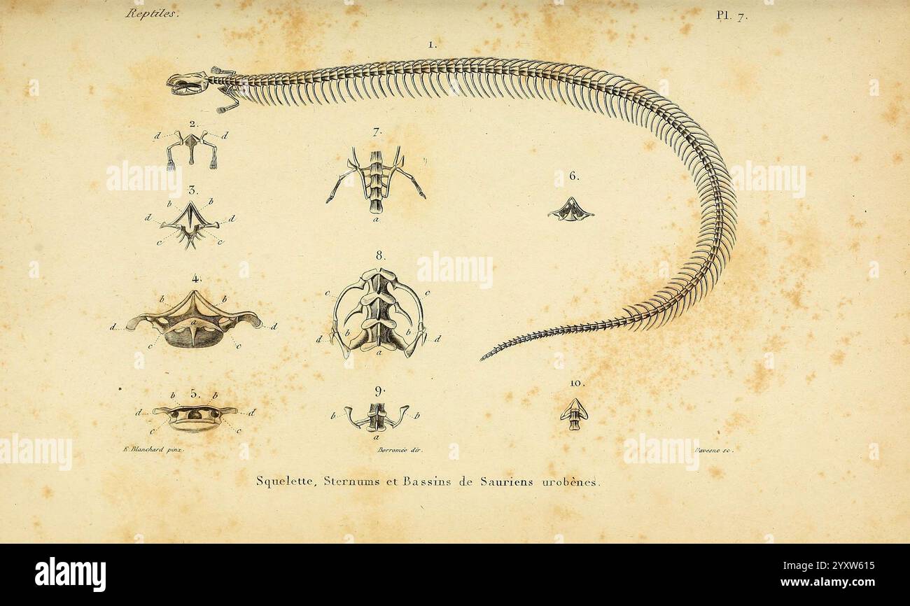 Die anatomie von reptilien verstehen -Fotos und -Bildmaterial in hoher ...