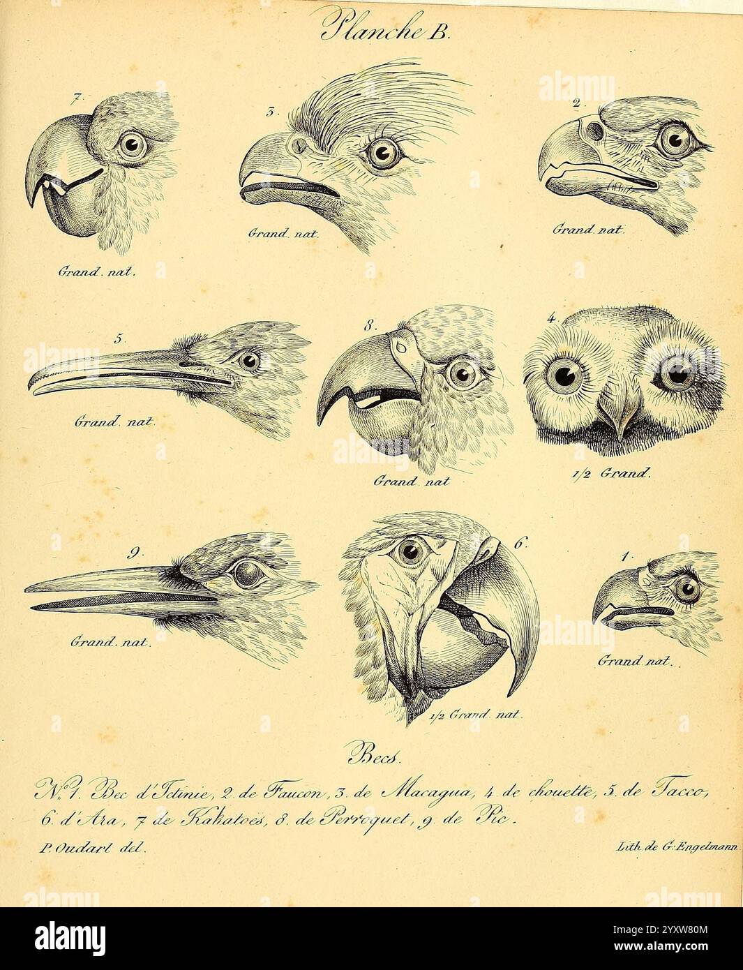 Markanter schnabel geeignet -Fotos und -Bildmaterial in hoher Auflösung ...
