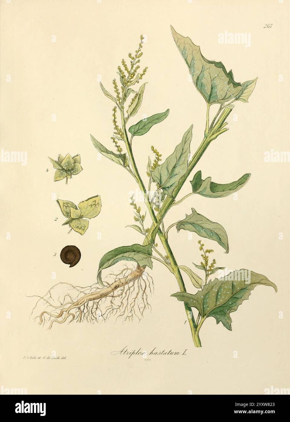 Pflanzenart atriplex hastata l -Fotos und -Bildmaterial in hoher ...