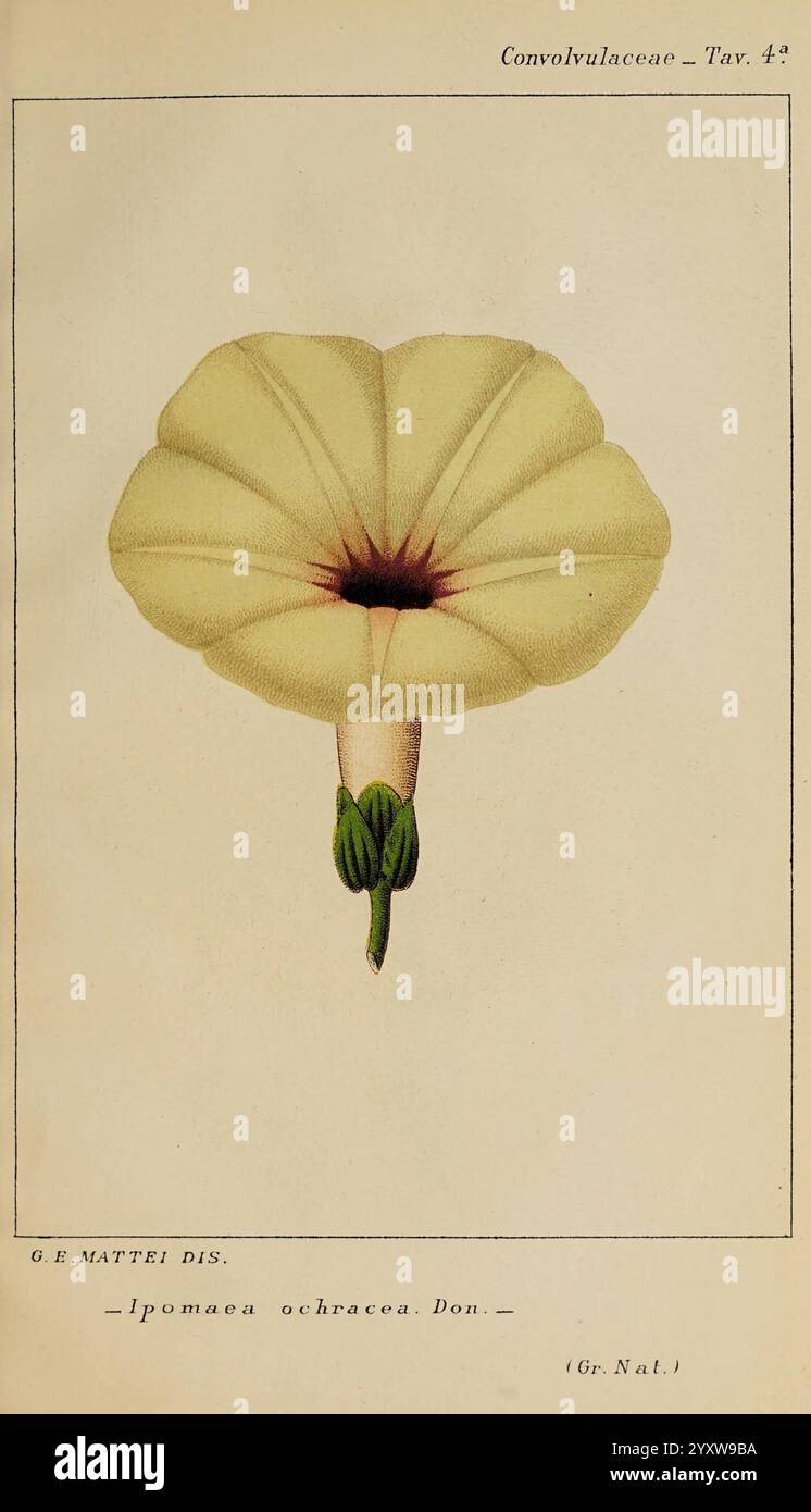 Societa tipografica azzoguidi -Fotos und -Bildmaterial in hoher ...