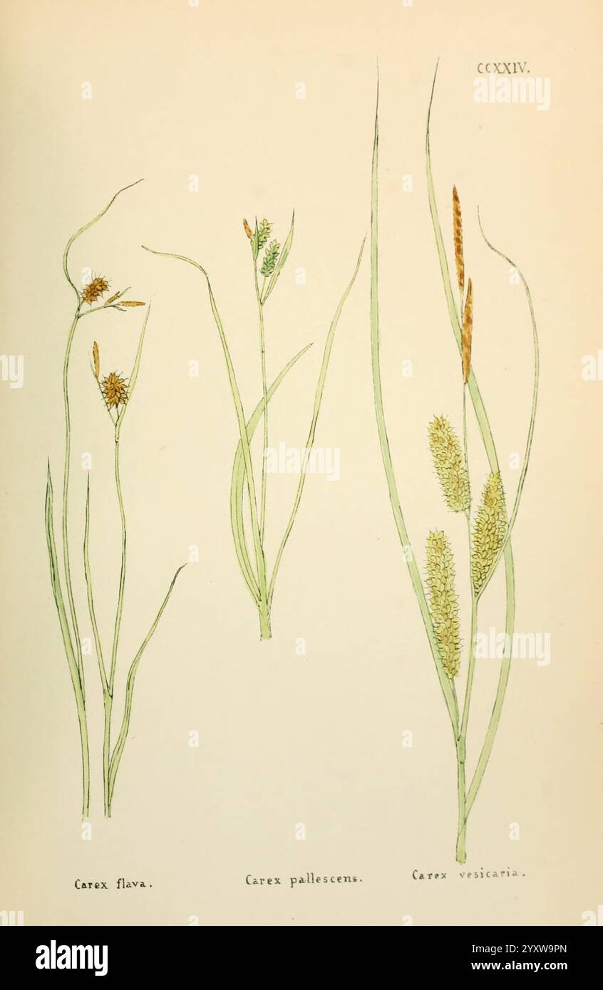 Blumen des Engadins, Winchester, gedruckt für den Autor von Warren und ...