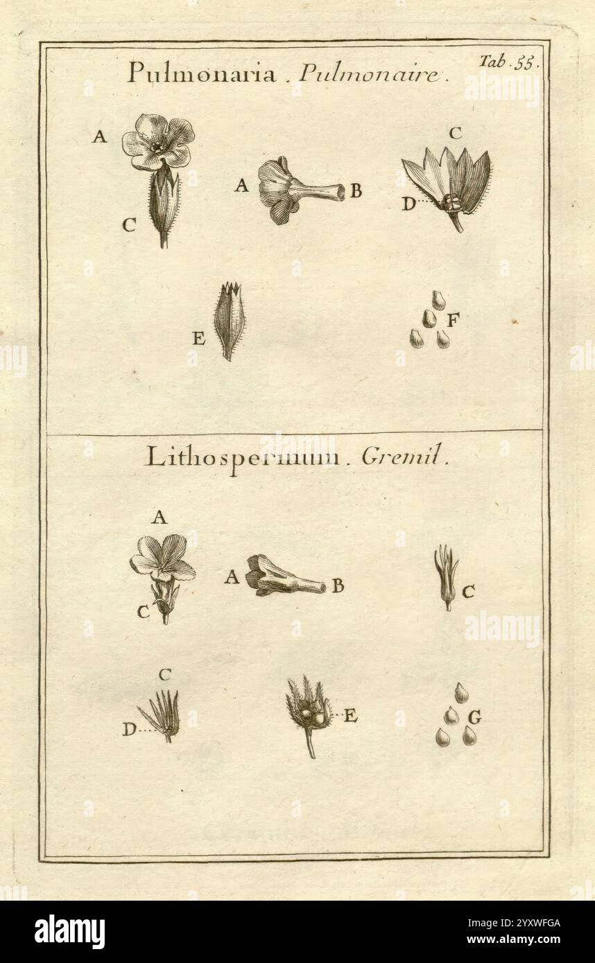 Joseph Pitton de Tournefort, Institutiones rei herbariae, Parisiis, E Typographia Regia, 1700 ...