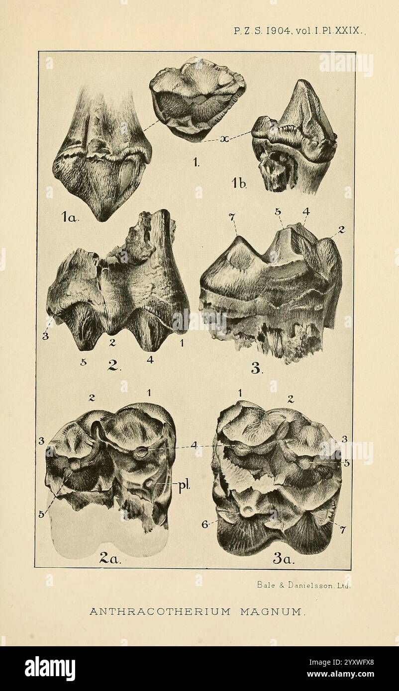 Ausgestorbene arten verstehen -Fotos und -Bildmaterial in hoher ...