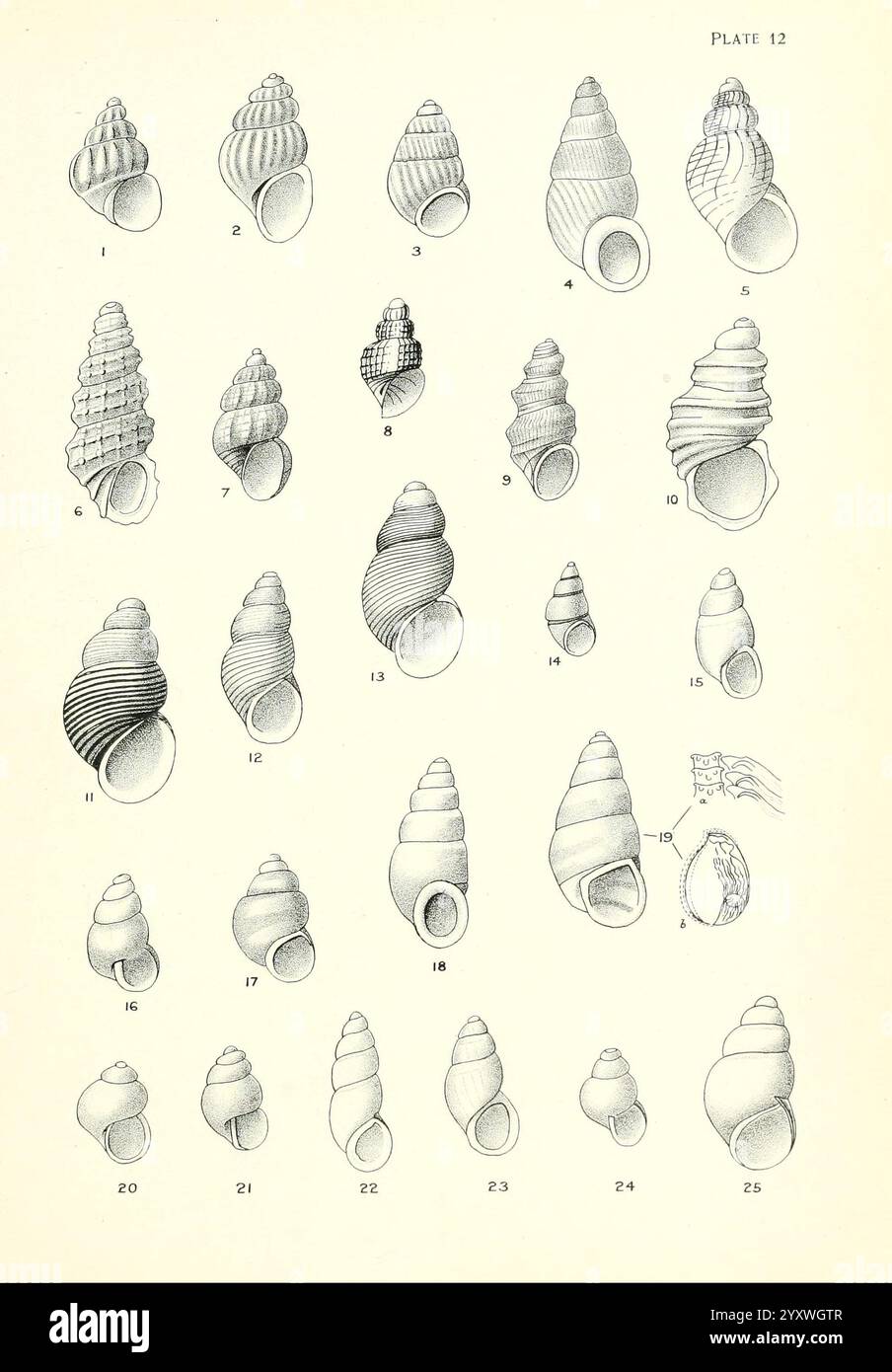 Handbuch der New Zealand Mollusca, Wellington, N. Z, J. Mackay, Govt ...