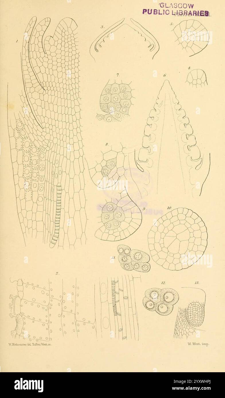 Morphologie spezifischer zelltypen -Fotos und -Bildmaterial in hoher ...