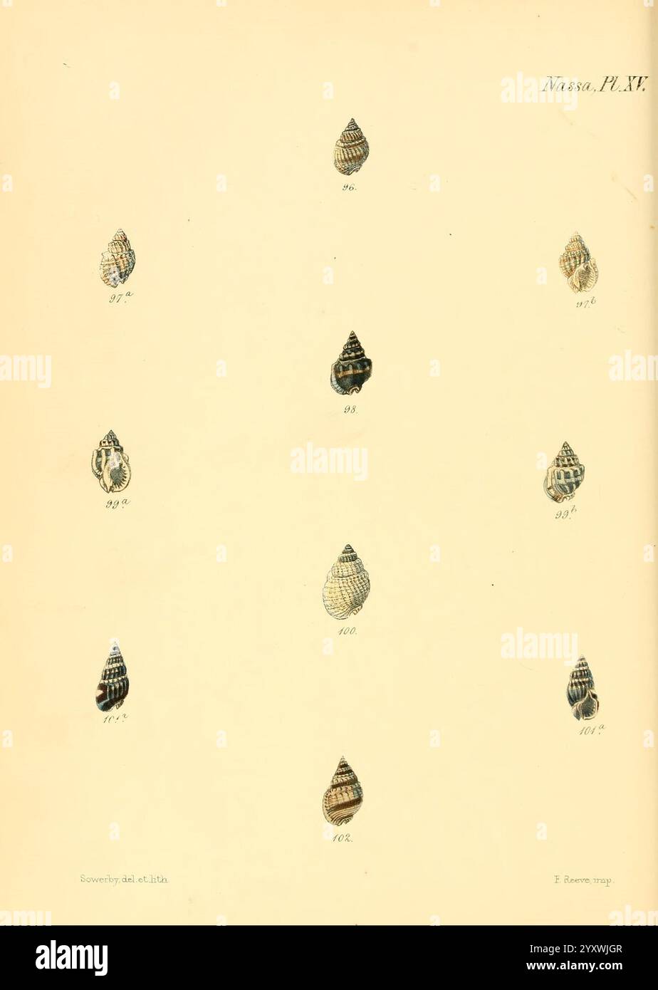 Conchologia Iconica oder Illustrations of the Muscheln of Molluscous ...