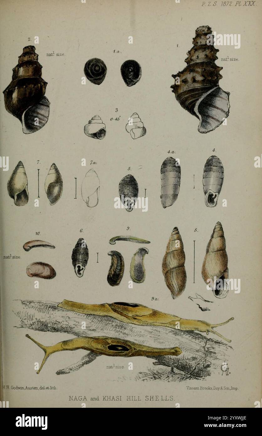 Mehrere detaillierte darstellungen von korallenarten -Fotos und ...