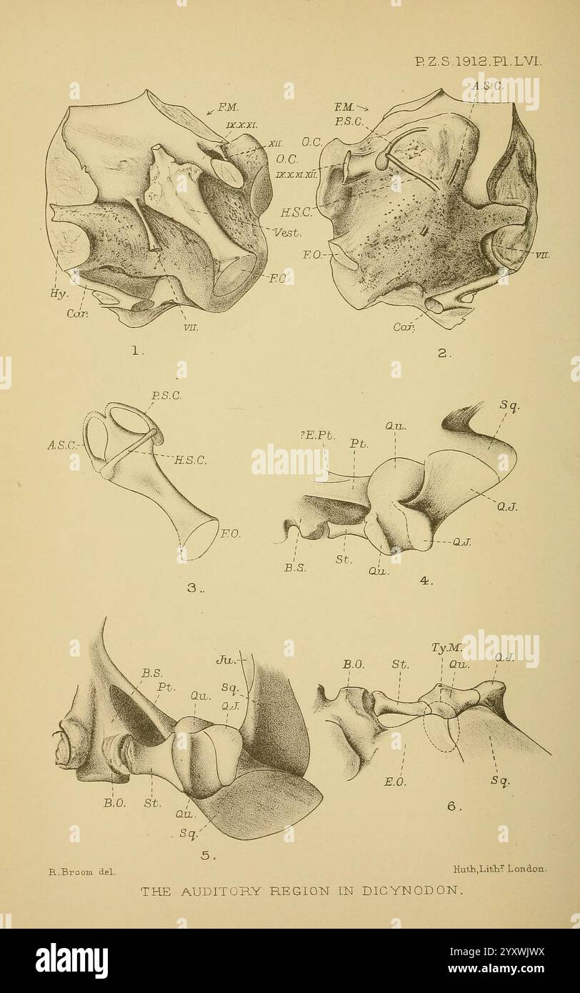 Komplexe morphologie angepasst -Fotos und -Bildmaterial in hoher ...