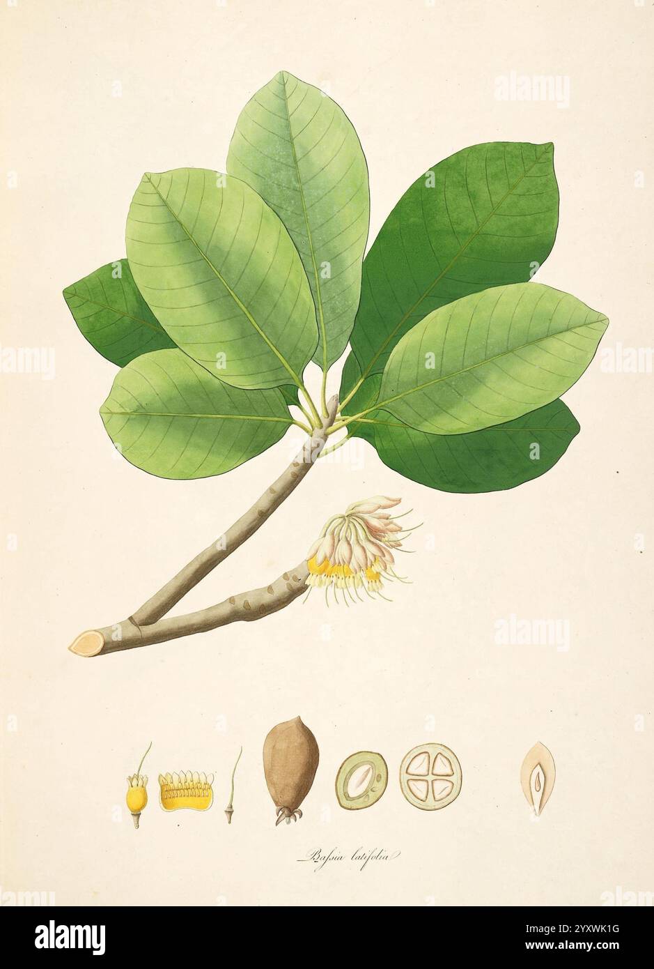 Trinomiale madhuca longifolia latifolia -Fotos und -Bildmaterial in ...