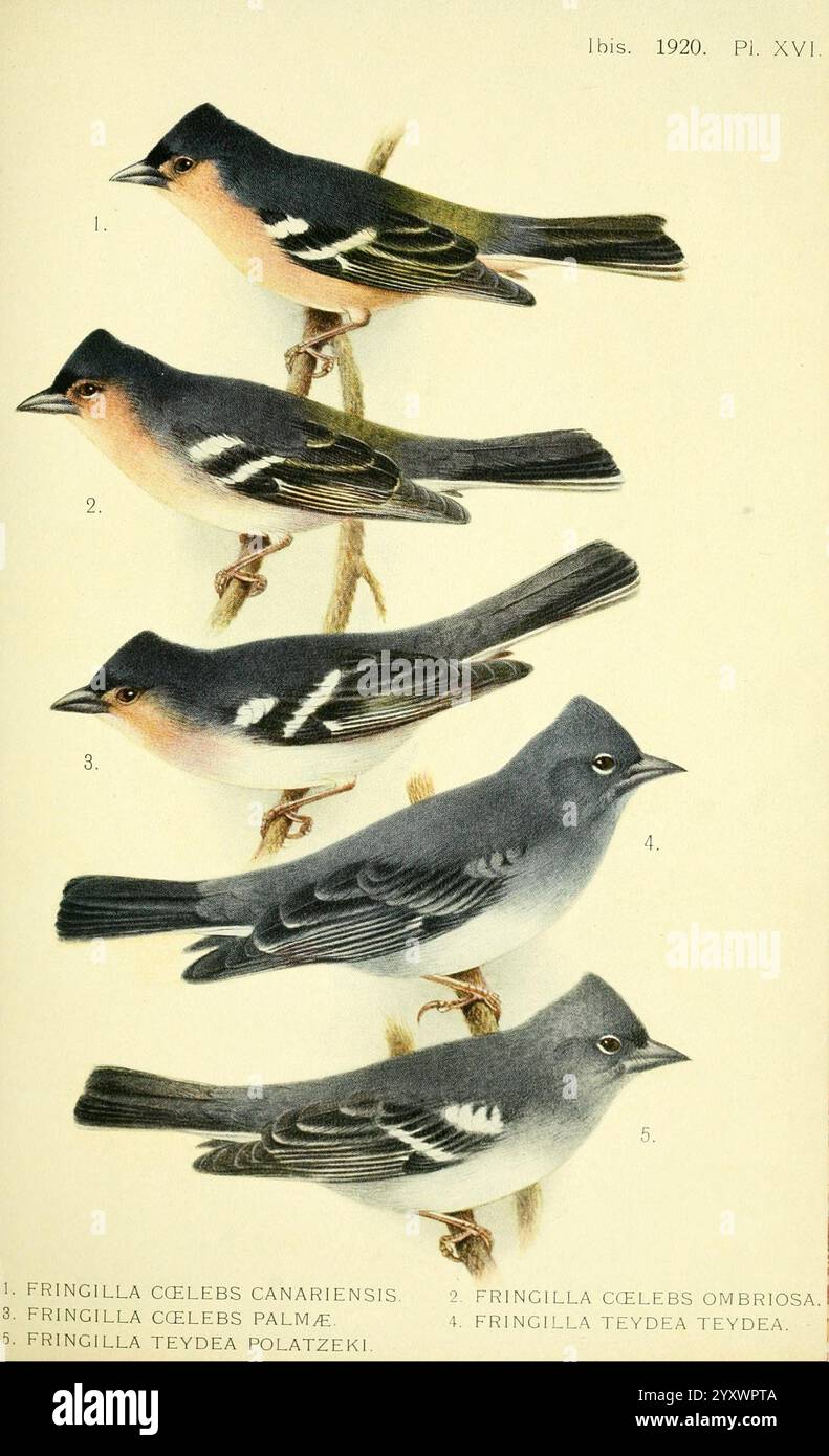 Fringilla ccelebs canariensis -Fotos und -Bildmaterial in hoher ...