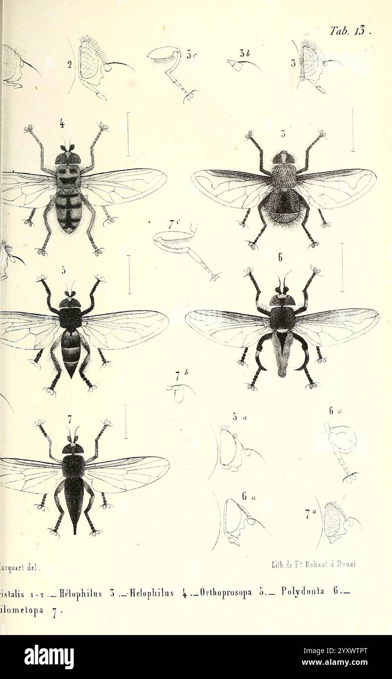 Diptères exotiques nouveaux ou peu connus Paris, Roret, 1838-1843 ...