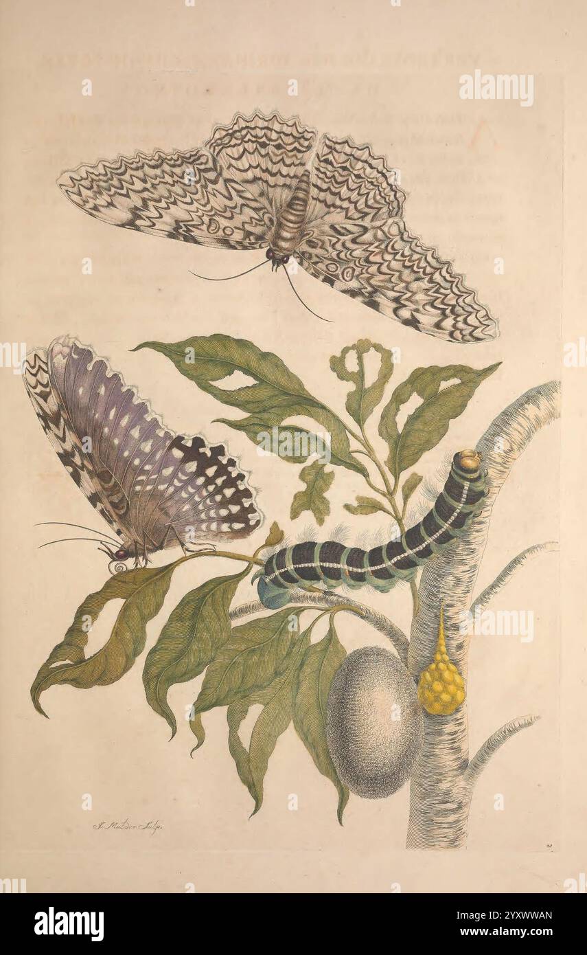 Metamorphose, Insectorum, Surinamensium, Amsterdam, voor den auteur ...