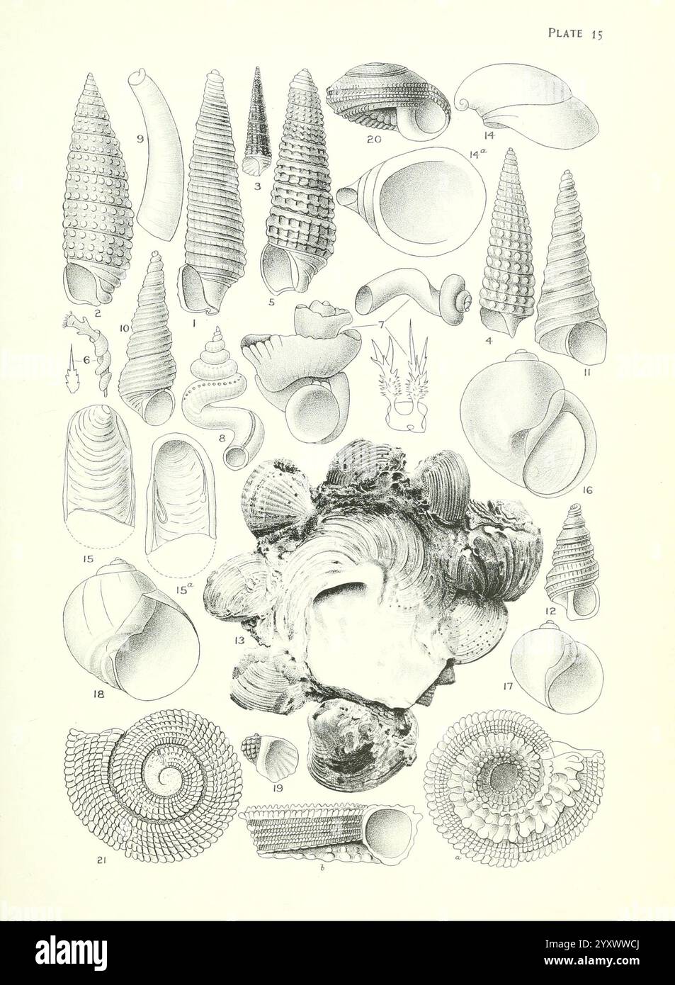 Handbuch der New Zealand Mollusca, Wellington, N. Z, J. Mackay, govt. Drucker, 1913-1915 ...