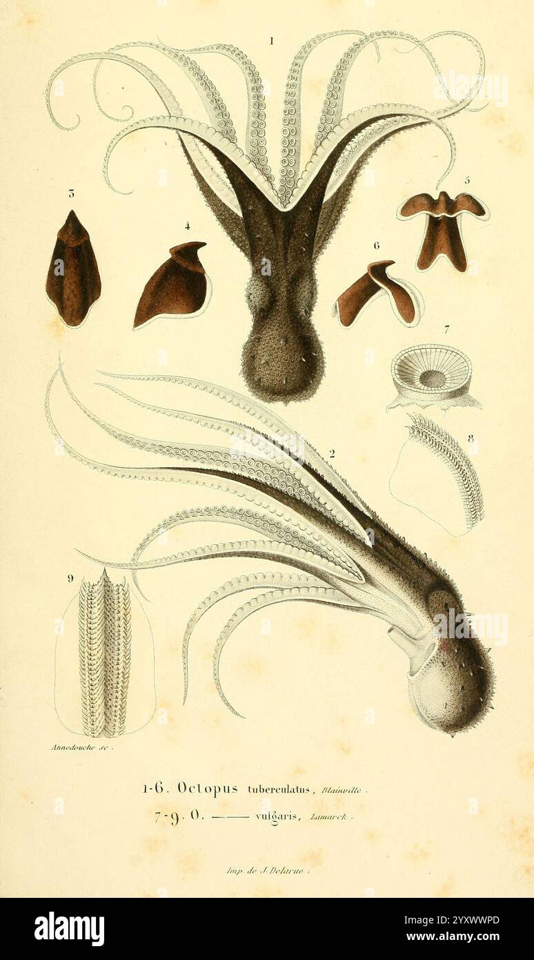 Fossiler oktopus -Fotos und -Bildmaterial in hoher Auflösung – Alamy