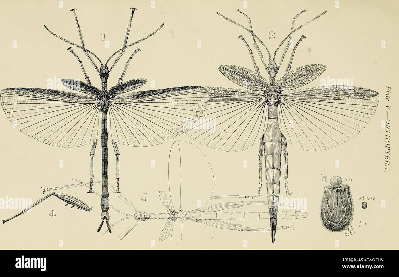 Australische Insekten Sydney W. Brooks 1907 Australien Insekten ...