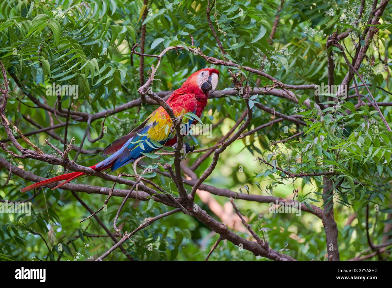 Ara arakanga -Fotos und -Bildmaterial in hoher Auflösung – Alamy
