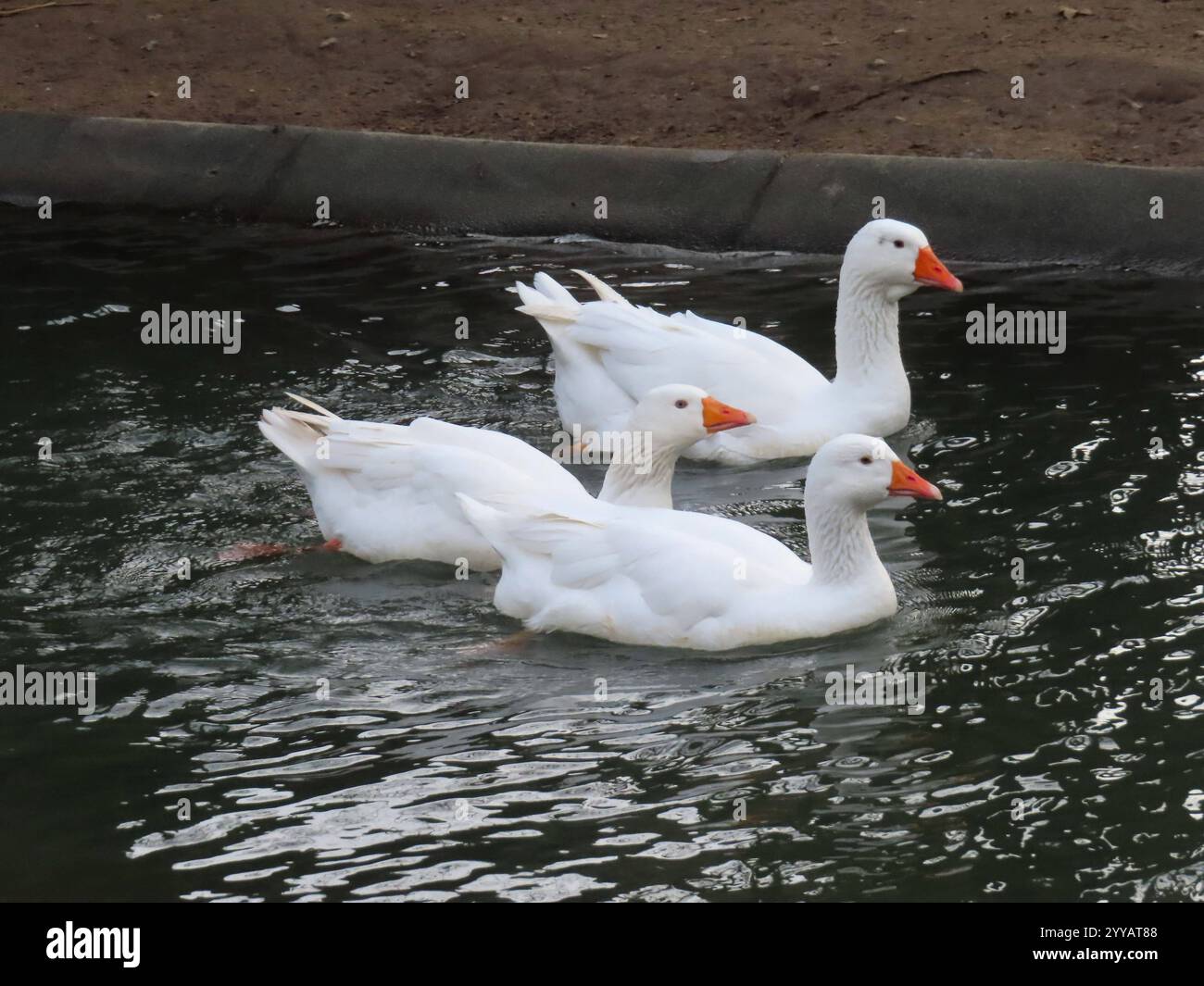 ...Schnell wie Persil gepflegt - so weiß und hell leuchtet diese ...