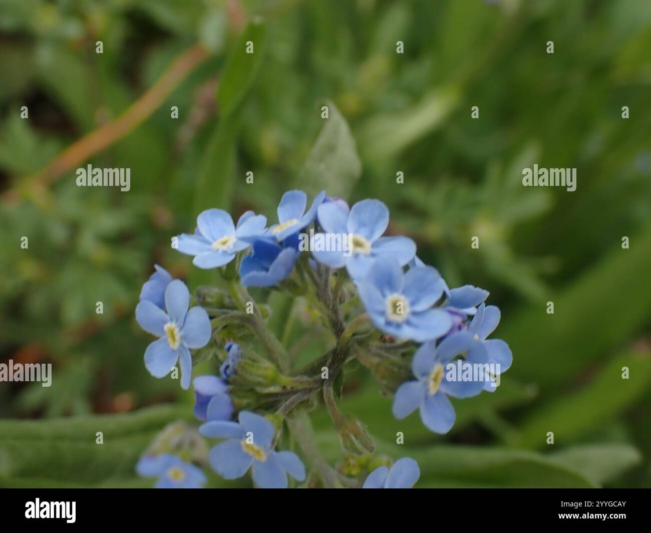 Myosotis asiatica -Fotos und -Bildmaterial in hoher Auflösung – Alamy