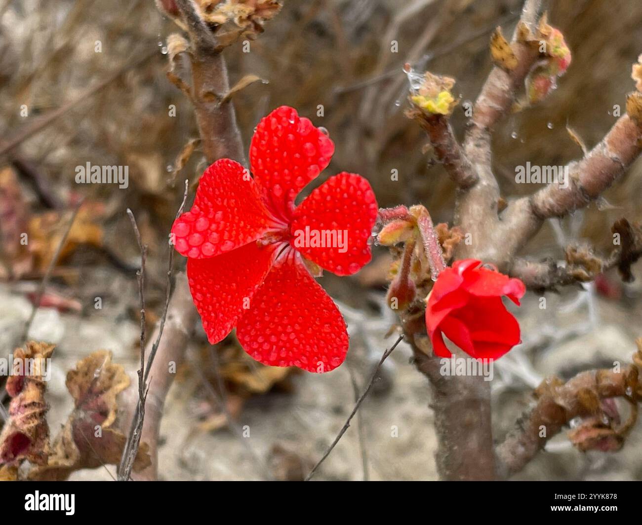 Pelargonium hybridum -Fotos und -Bildmaterial in hoher Auflösung – Alamy