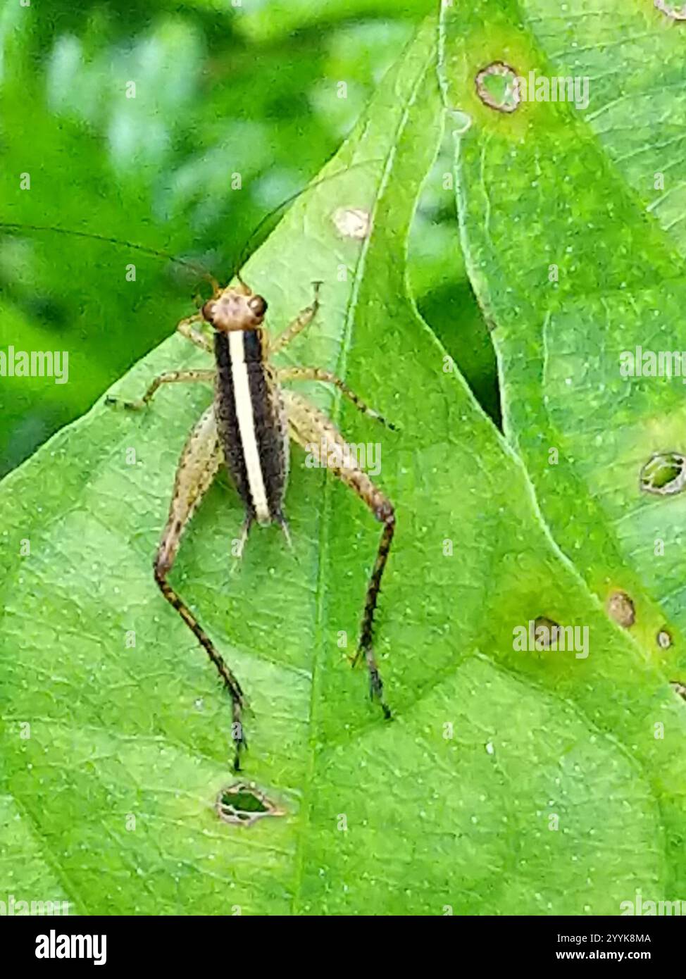Eneoptera surinamensis -Fotos und -Bildmaterial in hoher Auflösung – Alamy