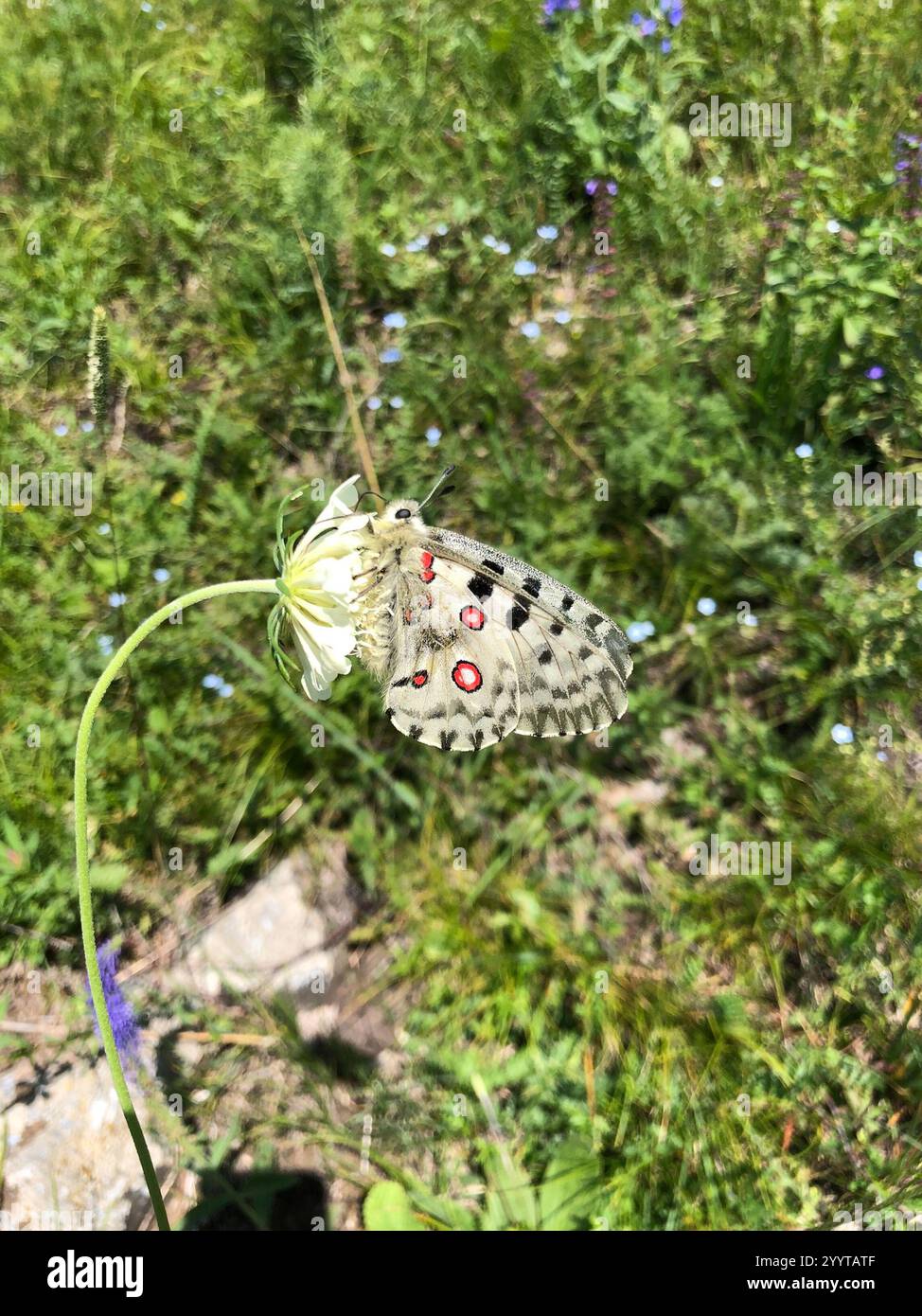 Parnassius nomion -Fotos und -Bildmaterial in hoher Auflösung – Alamy