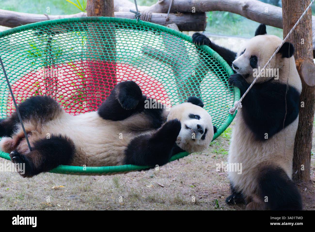 CHONGQING, CHINA – 1. MÄRZ 2025 – die Riesenpandas Xing Xing und Chen ...