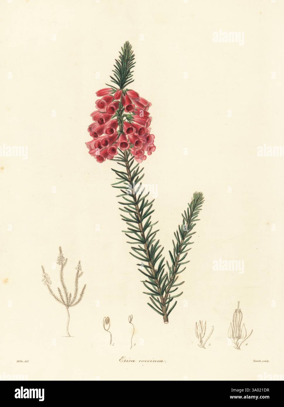 Erica viscaria. Echiumblüte scharlachrote Heide, Erica coccinea var ...