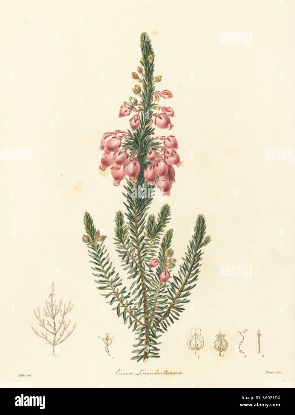 Erica-Physoden. Mr. Lamberts Hybridheide, Erica lambertiana. Gesammelt ...