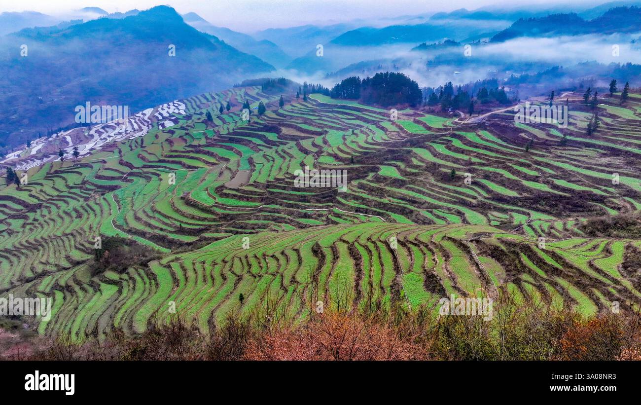 Aerial photo shows the early spring scenery of terraced fields in ...