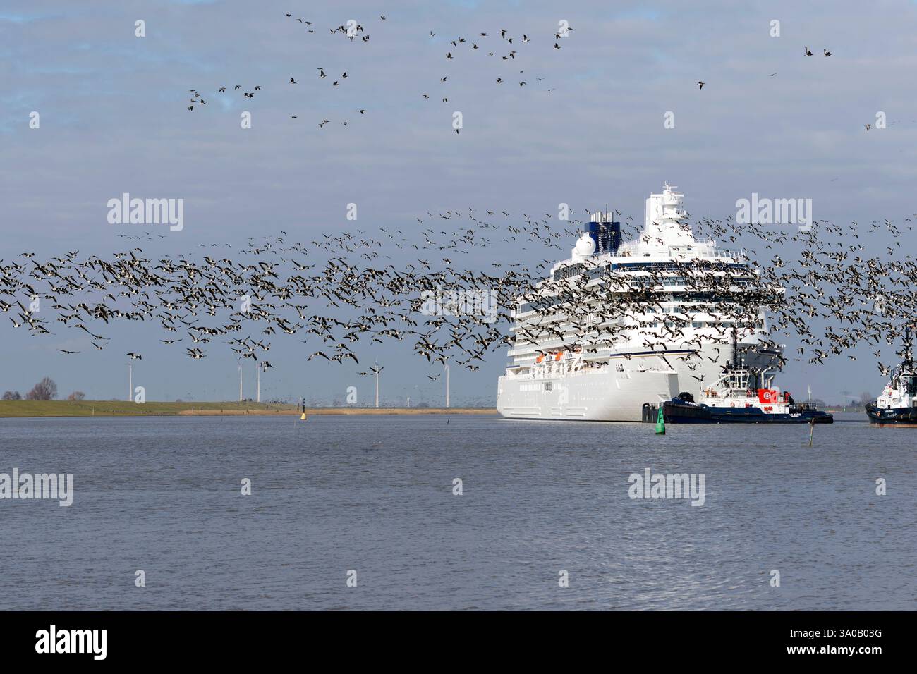 Das Kreuzfahrtschiff Asuka III durchquert die Ems bei Ditzum am 3. März ...