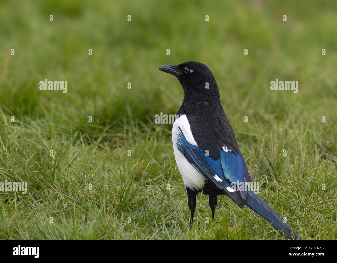 Pie bavarde -Fotos und -Bildmaterial in hoher Auflösung – Alamy