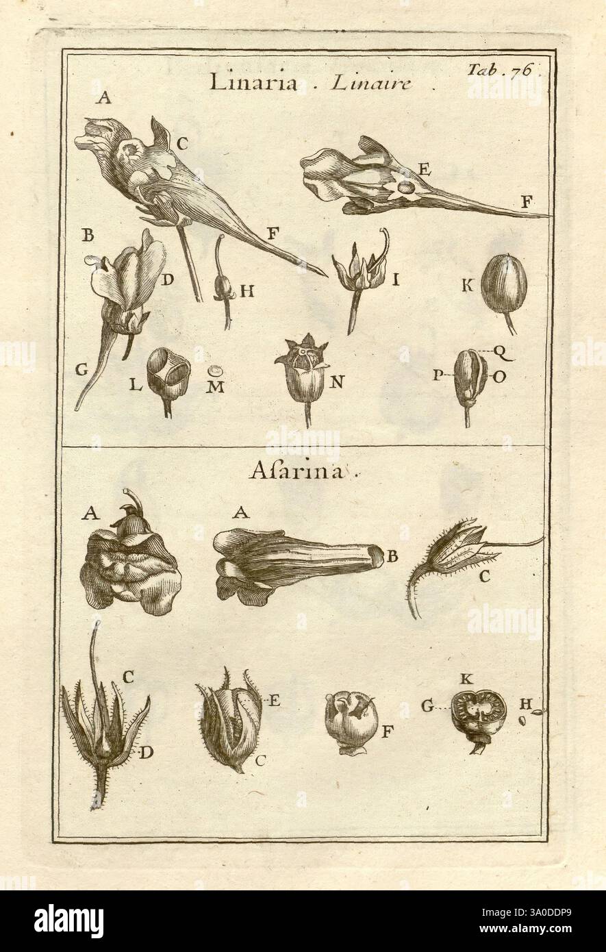 Joseph Pitton de Tournefort, Institutiones rei herbariae, Parisiis, E Typographia Regia, 1700 ...