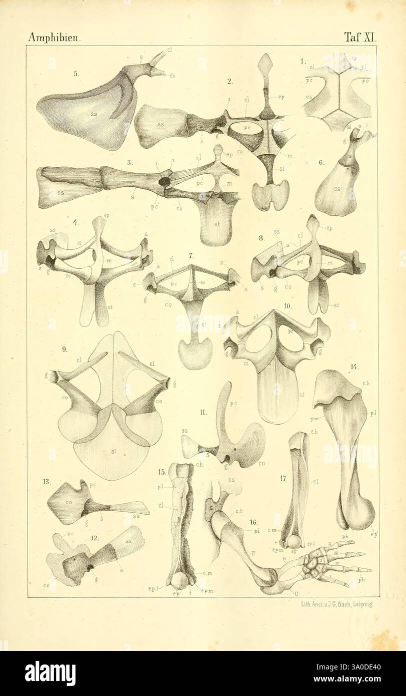 Variationen von amphibienarten -Fotos und -Bildmaterial in hoher ...