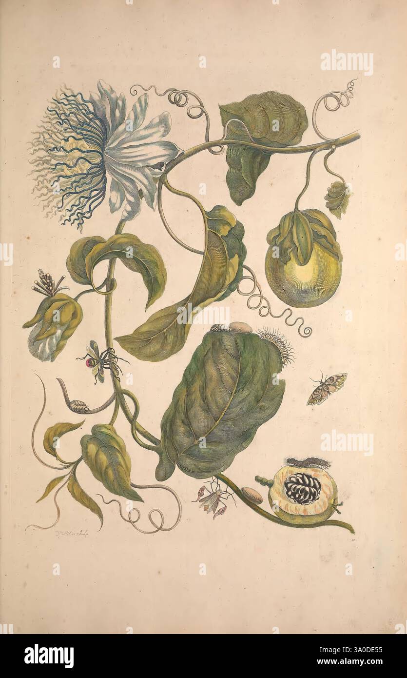 Maria sibylla merian maria sibylla merian frauen in der wissenschaft ...