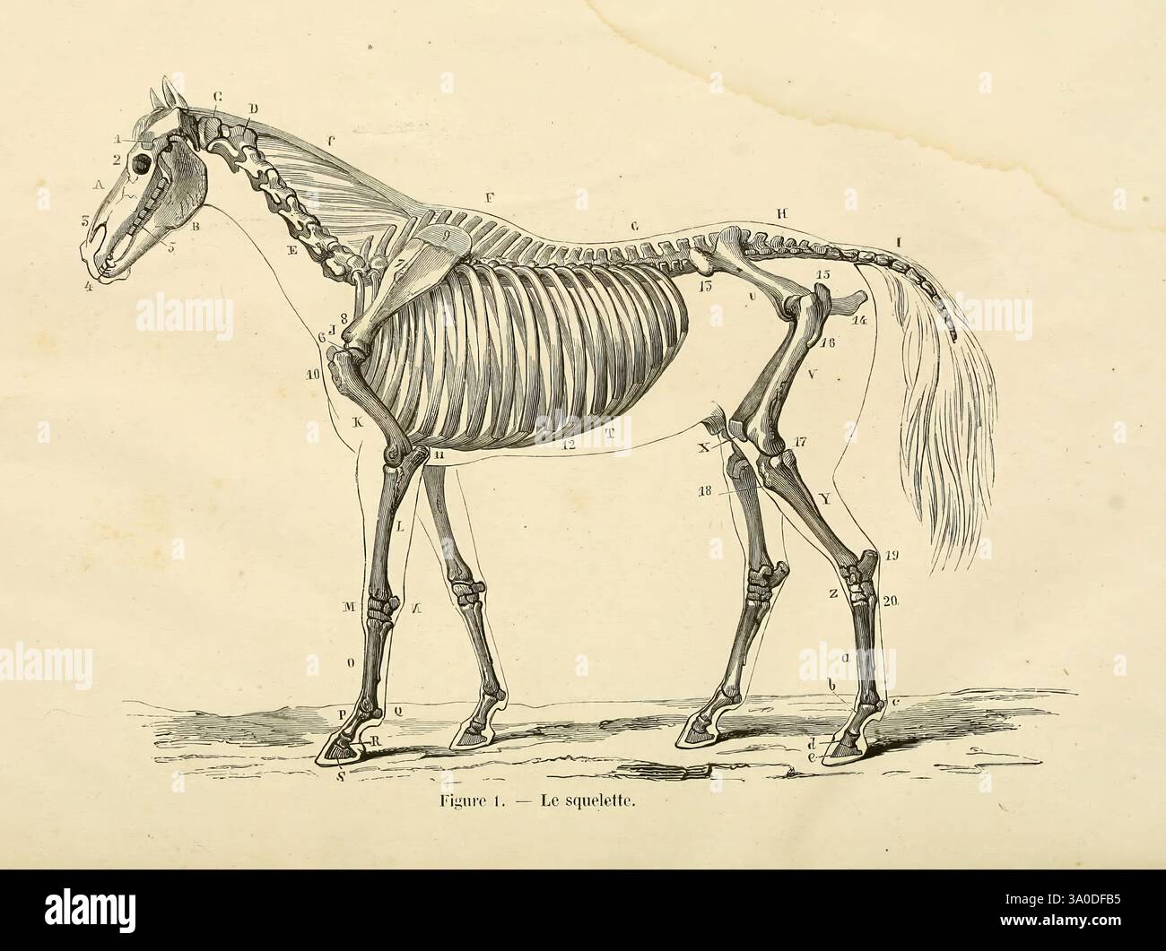 La, Connaissance, générale, du, Cheval, atlas, Paris, Didot, 1861 ...