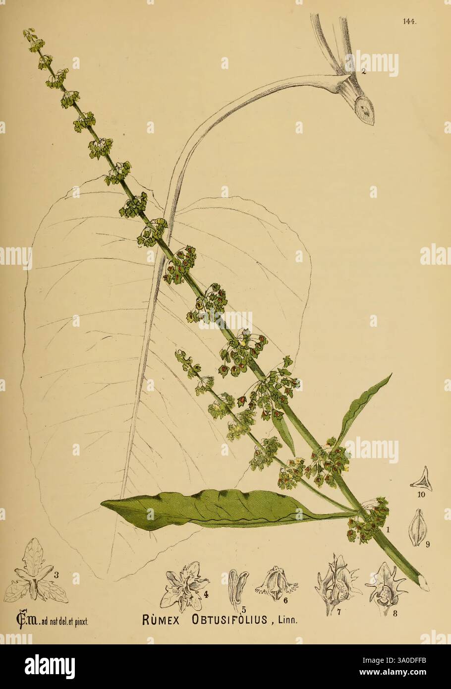 Botanische illustration von rumex obtusifolius -Fotos und -Bildmaterial ...