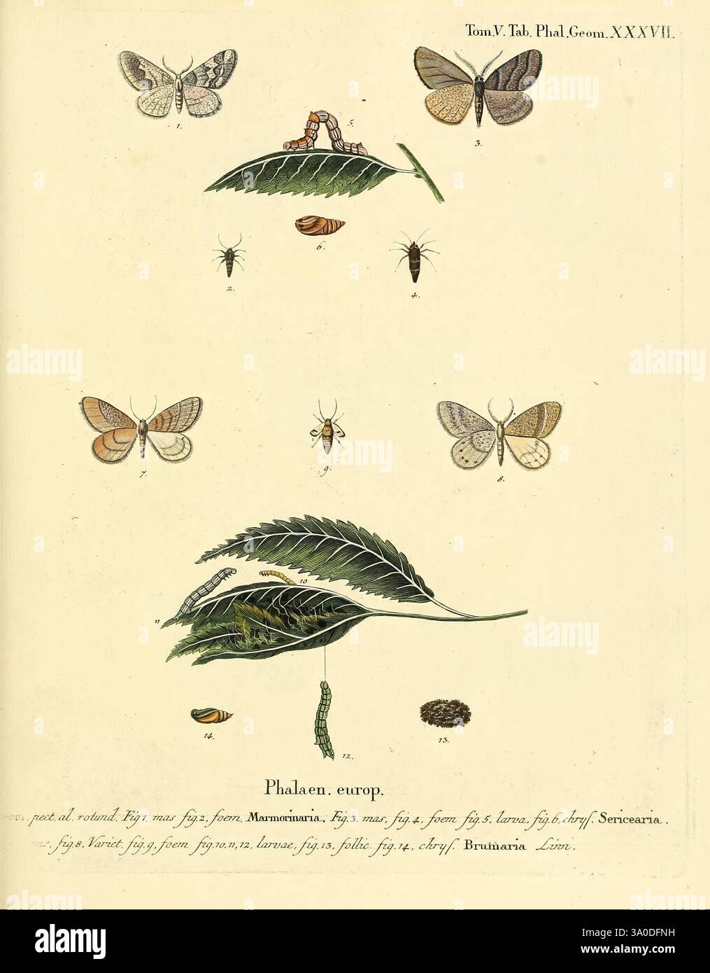 Die, Schmetterlinge, in, Abbildungen, nach, der, Natur, Leipzig, T.. O ...