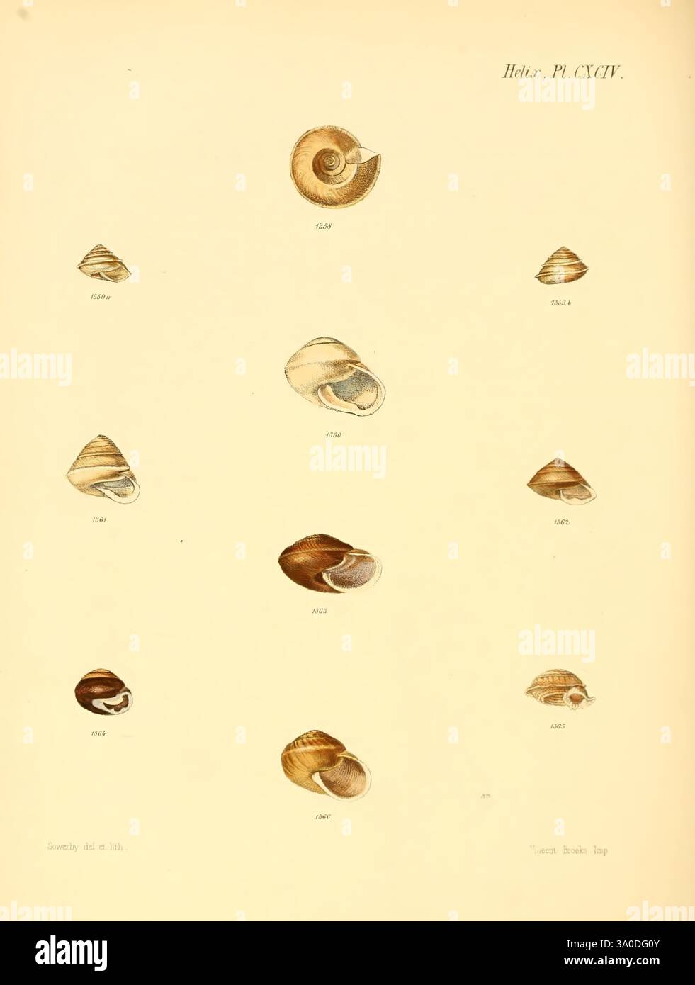 Conchologia Iconica oder Illustrationen of the Muscheln of Molluscous ...