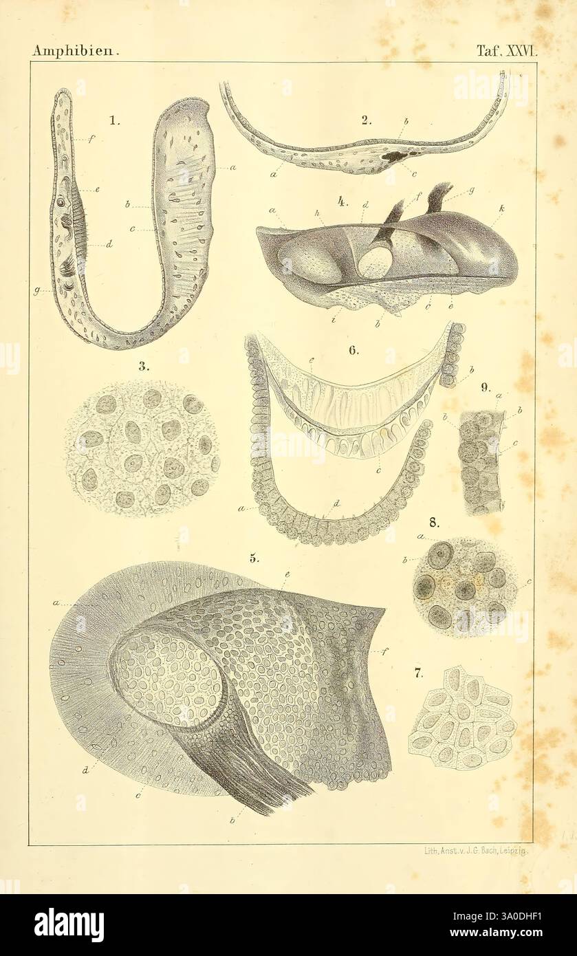 Spezifischer aspekt der amphibienmorphologie -Fotos und -Bildmaterial in hoher Auflösung – Alamy