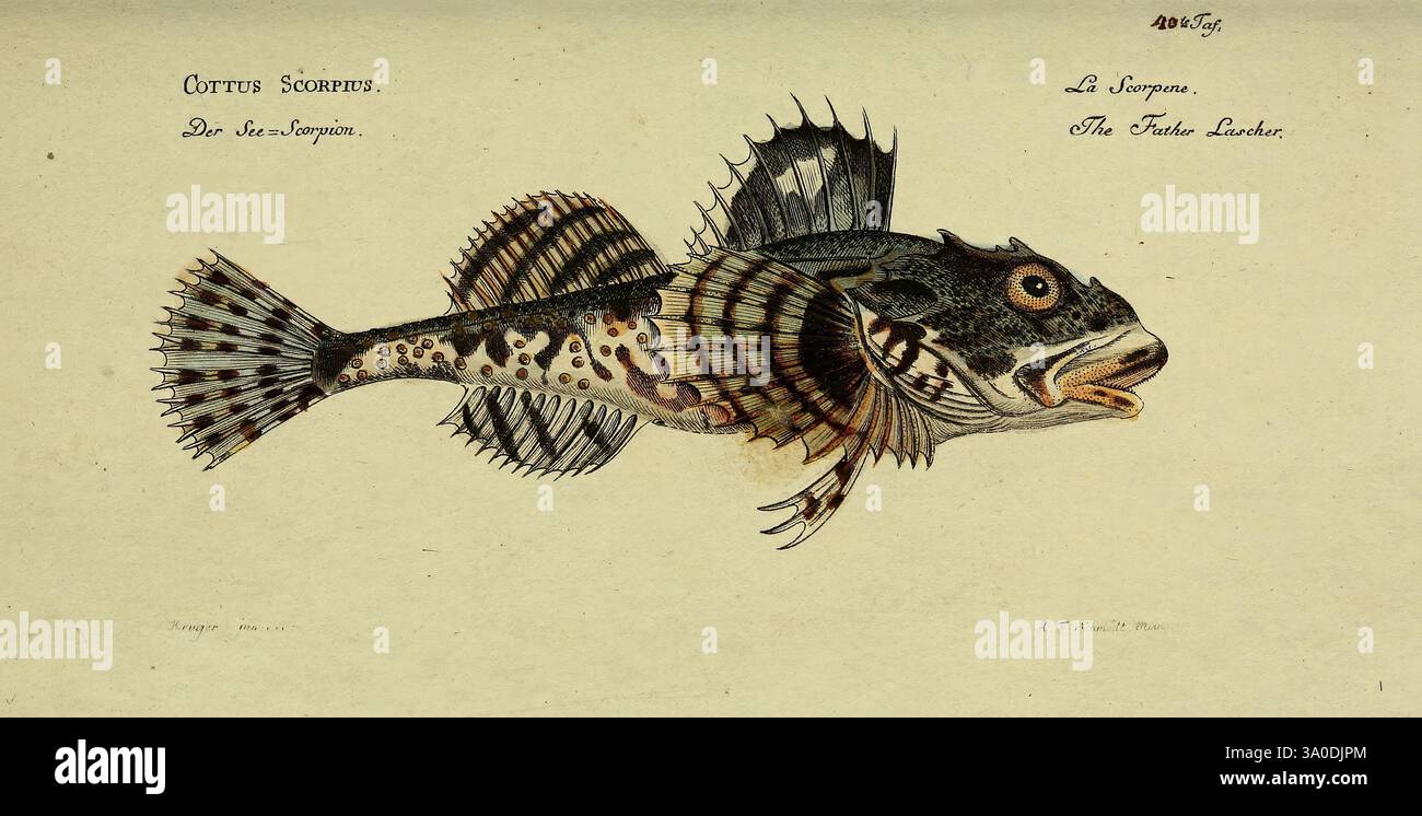 D. Marcus Elieser Bloch's, ausübenden Arztes zu Berlin. Atlas. Berlin ...