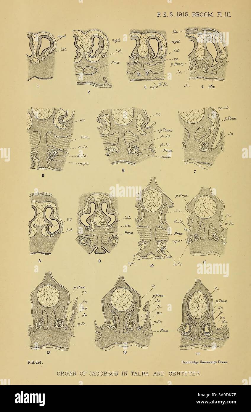 Die Sammlung detaillierter Illustrationen zeigt verschiedene ...