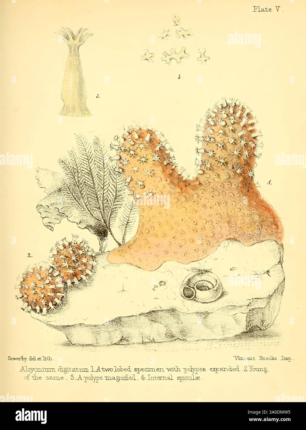 Populär, Geschichte, von, Aquarium, von, Meeres- und Süßwasser-, Tier ...