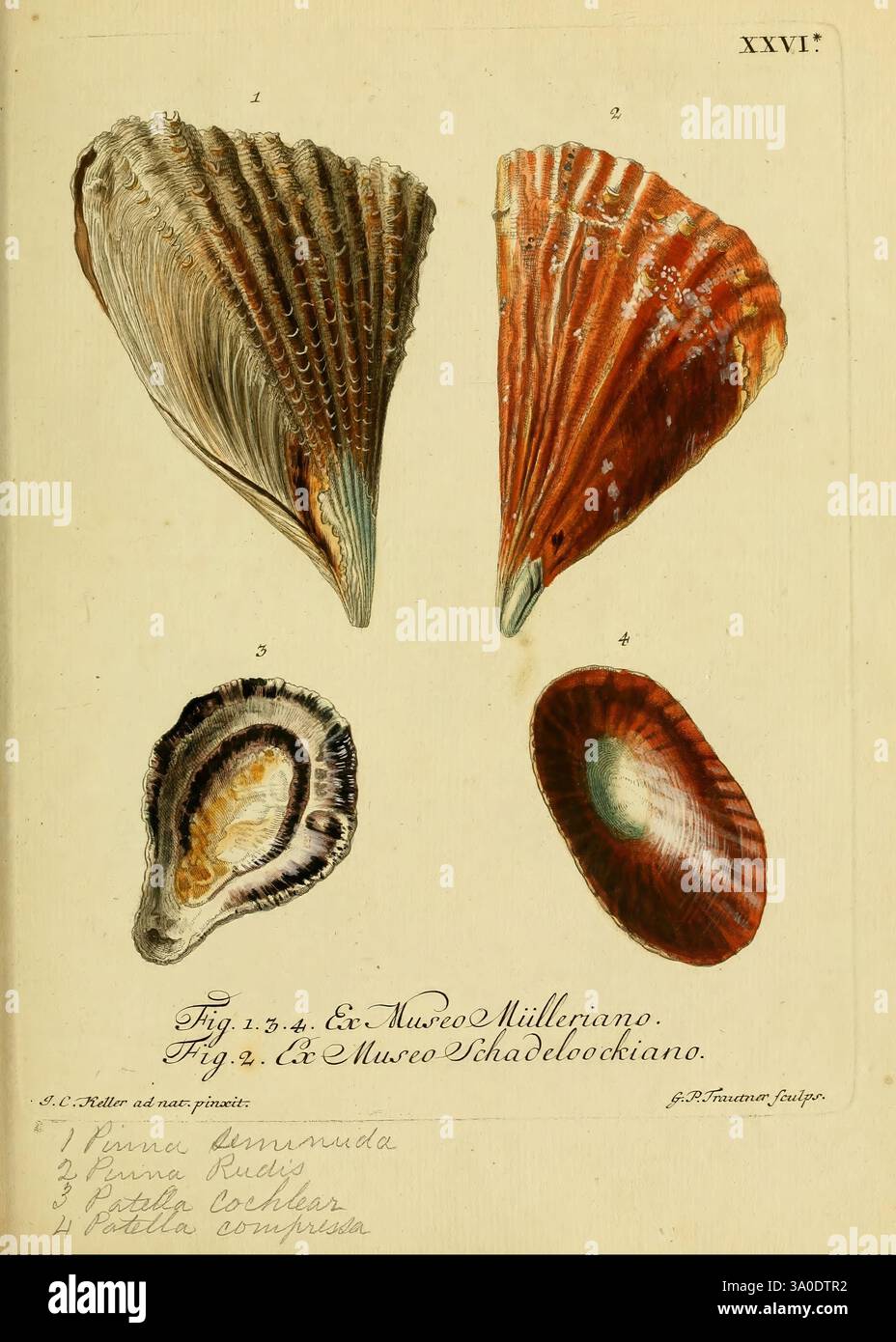 Die Abbildung zeigt eine Sammlung verschiedener Muscheln, die jeweils ...