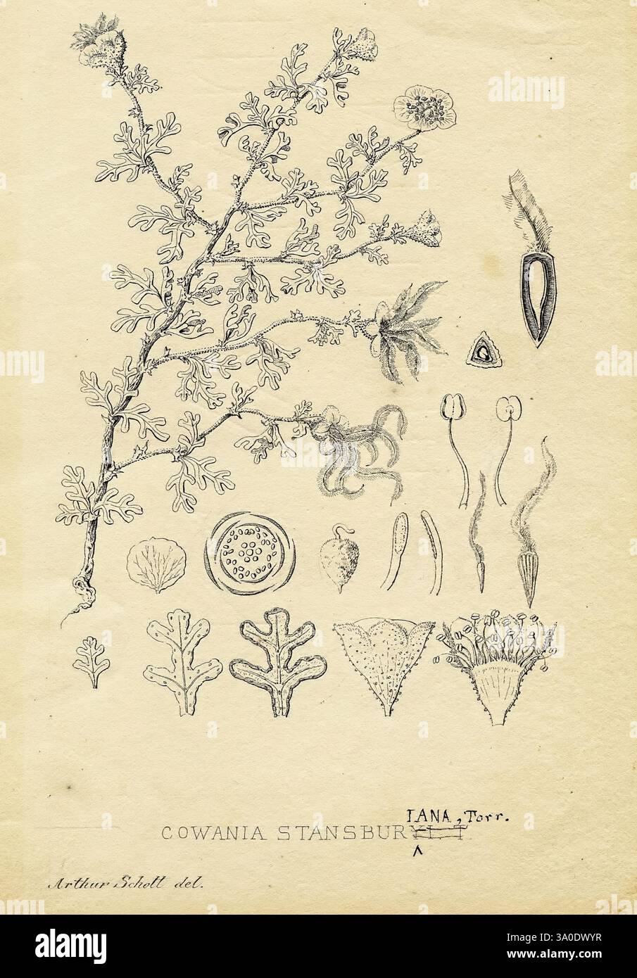 Zeichnungen/Drucke im Zusammenhang mit USPRR-Berichten und Fotografien/Archivmaterial, Pflanzen ...