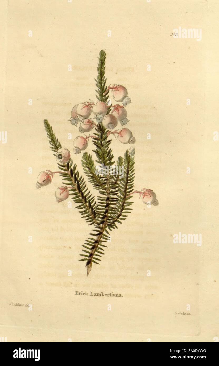 Das Botanical Cabinet London, John Arthur Arch 1817–1833, Eine delikate ...