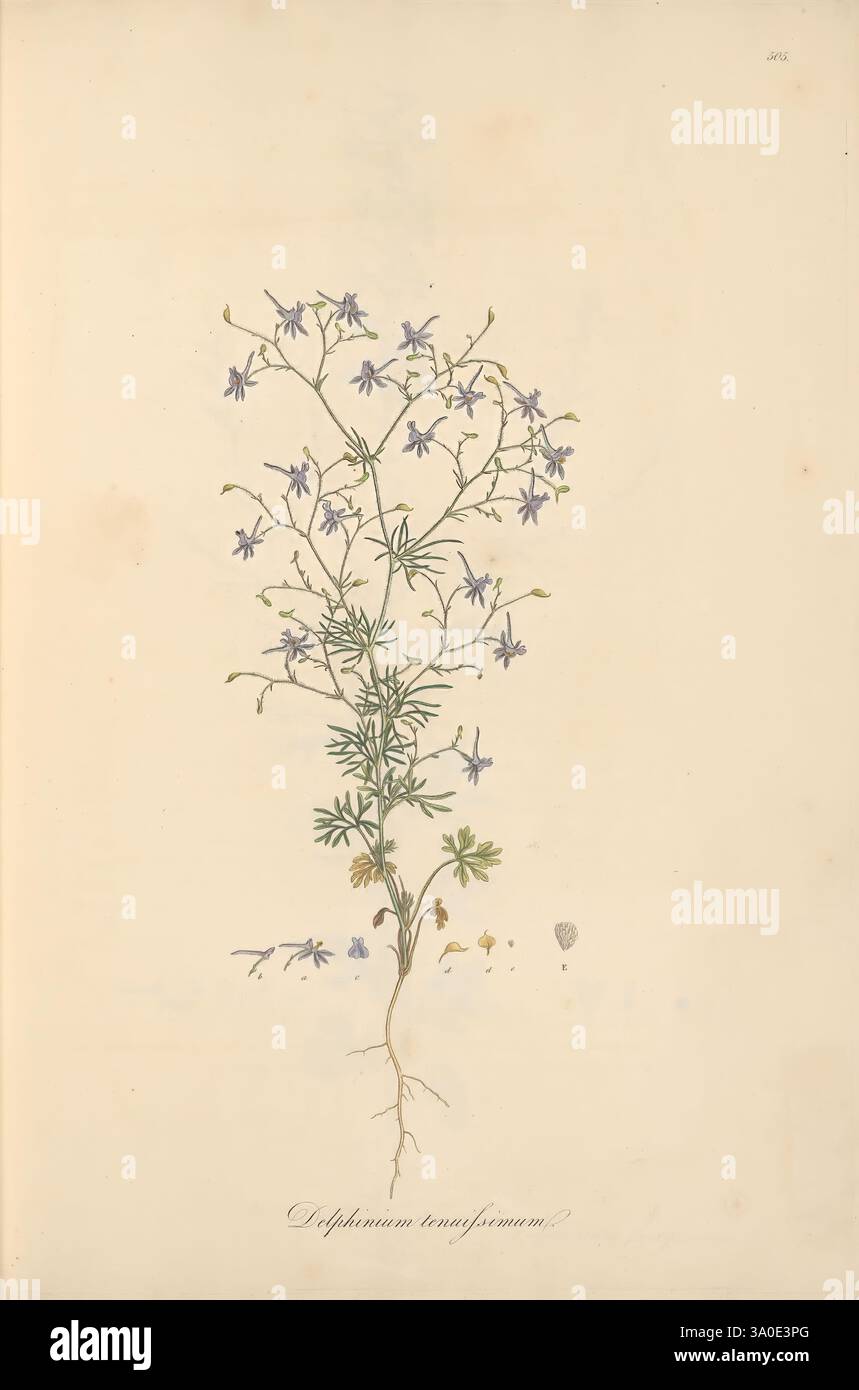 Flora Graeca, sive, Plantarum rariorum historia, quas in provinciis aut ...