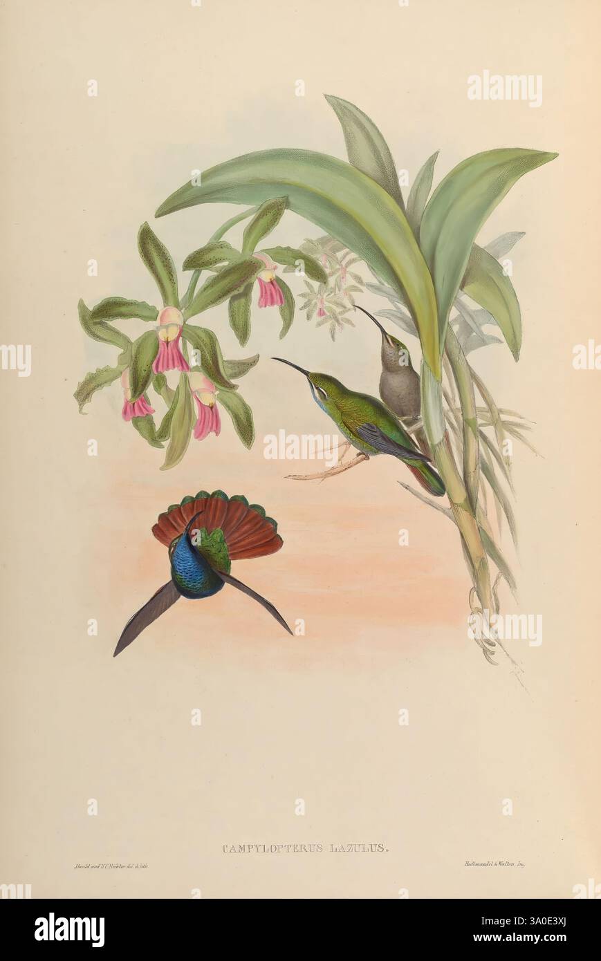 Eine Monografie der Trochilidae, oder Familie der Kolibri, London ...