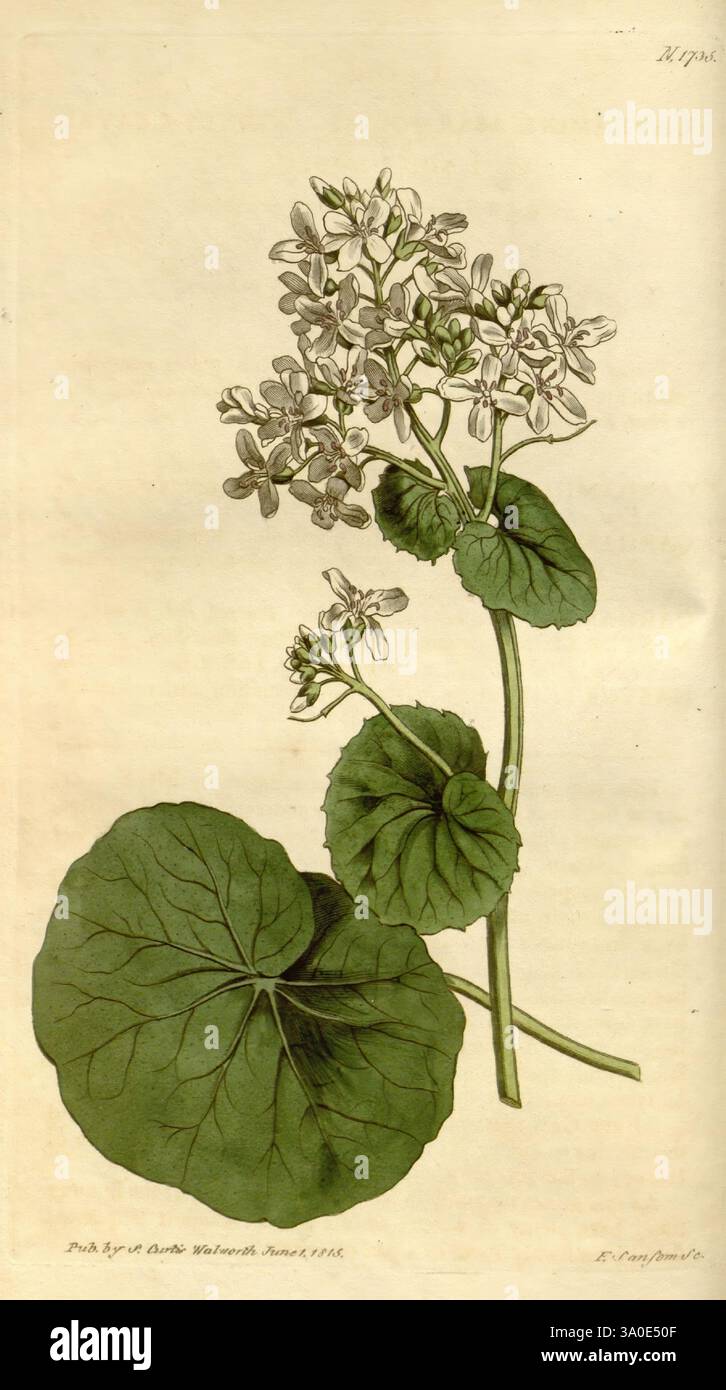 Taxonomie familie brassicaceae italien -Fotos und -Bildmaterial in hoher Auflösung – Alamy