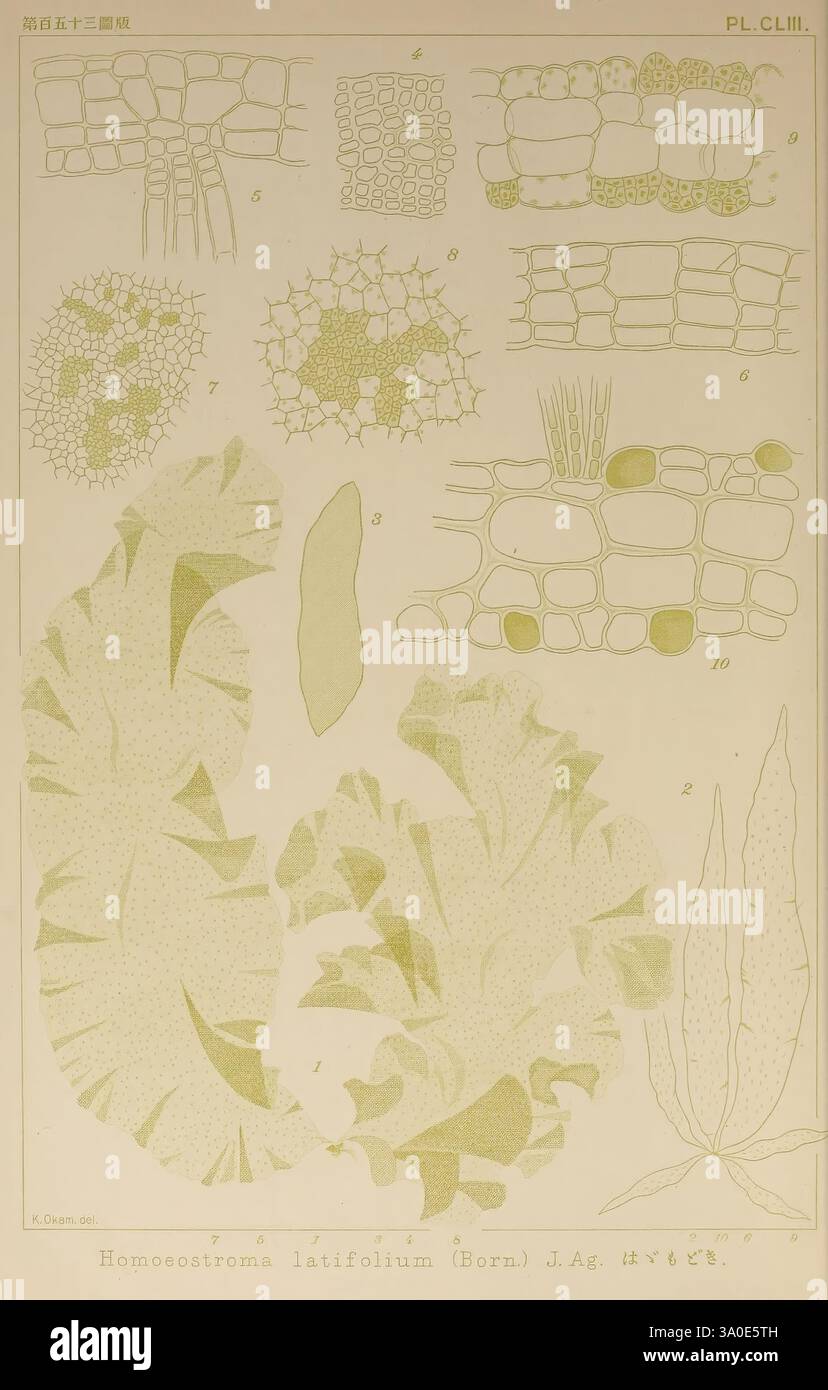 Icones of Japanese Algae Tokyo, Kazamashobo 1907-1942 Algae Botany ...