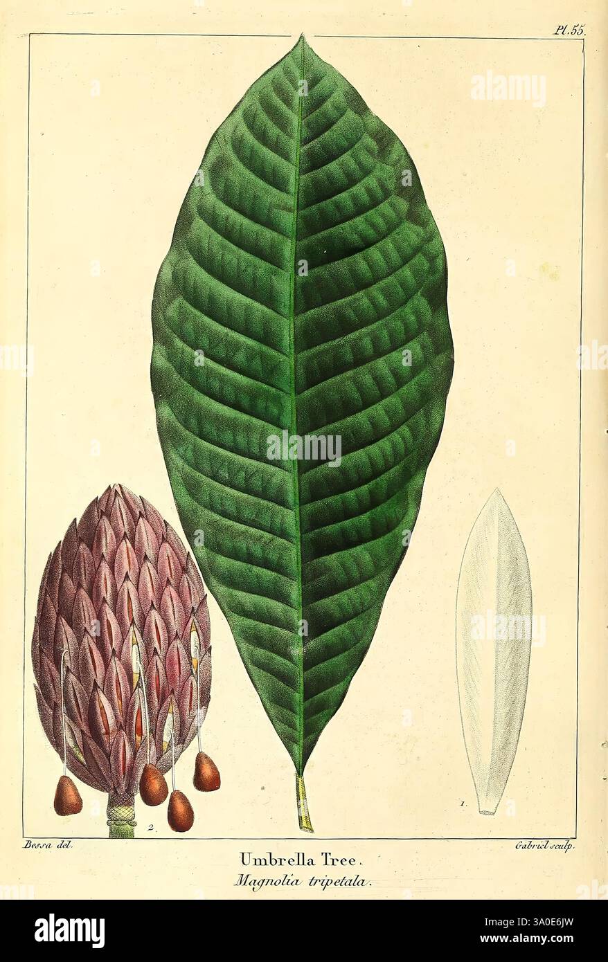Schefflera tripinnata -Fotos und -Bildmaterial in hoher Auflösung – Alamy